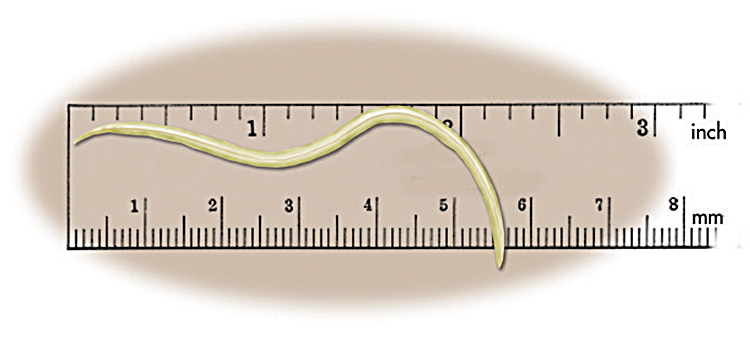 When, Why and How to Deworm Chickens - Backyard Poultry